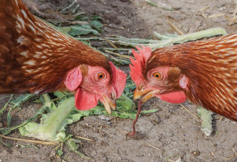 A Guide to Poultry Parasites - Backyard Poultry